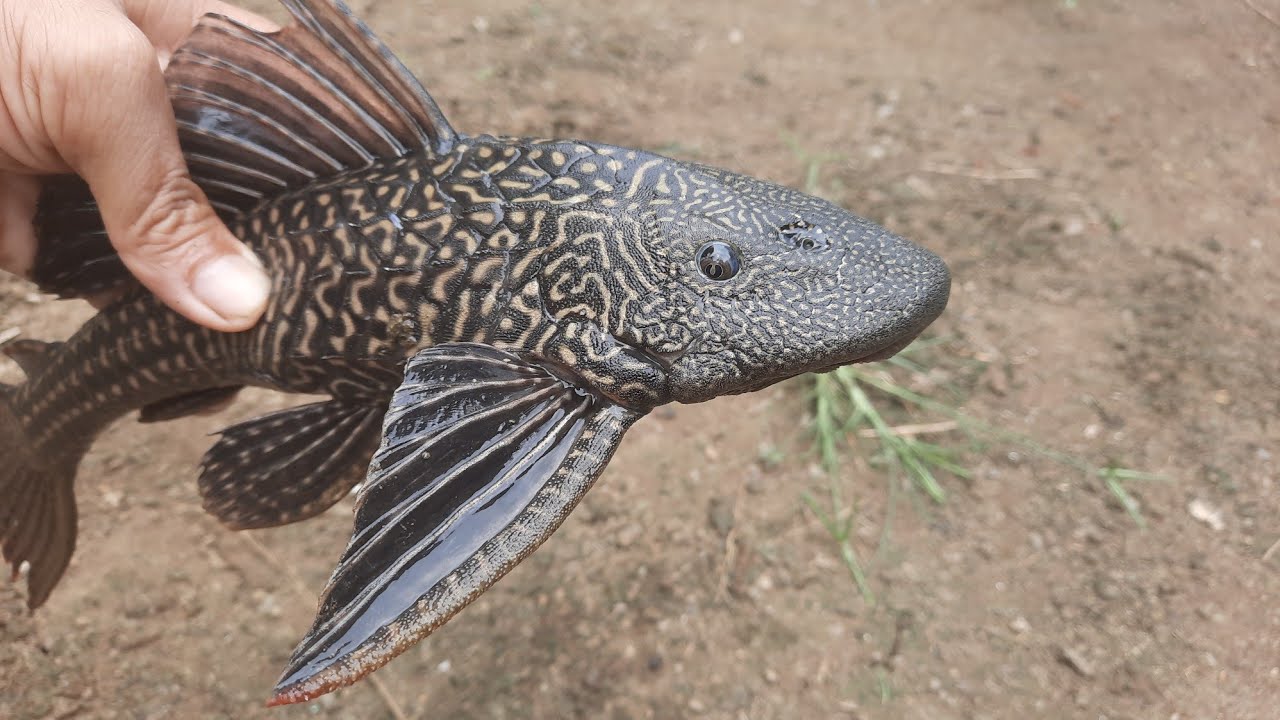 Alasan Mengapa Saya Menyukai Ikan Sapu Sapu Youtube