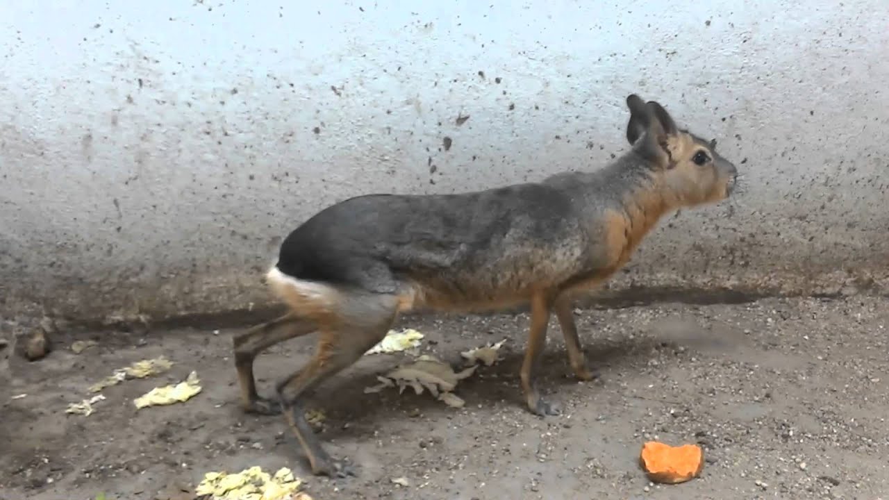 Patagonian Mara at Joshmitran Pet Aviarry - YouTube