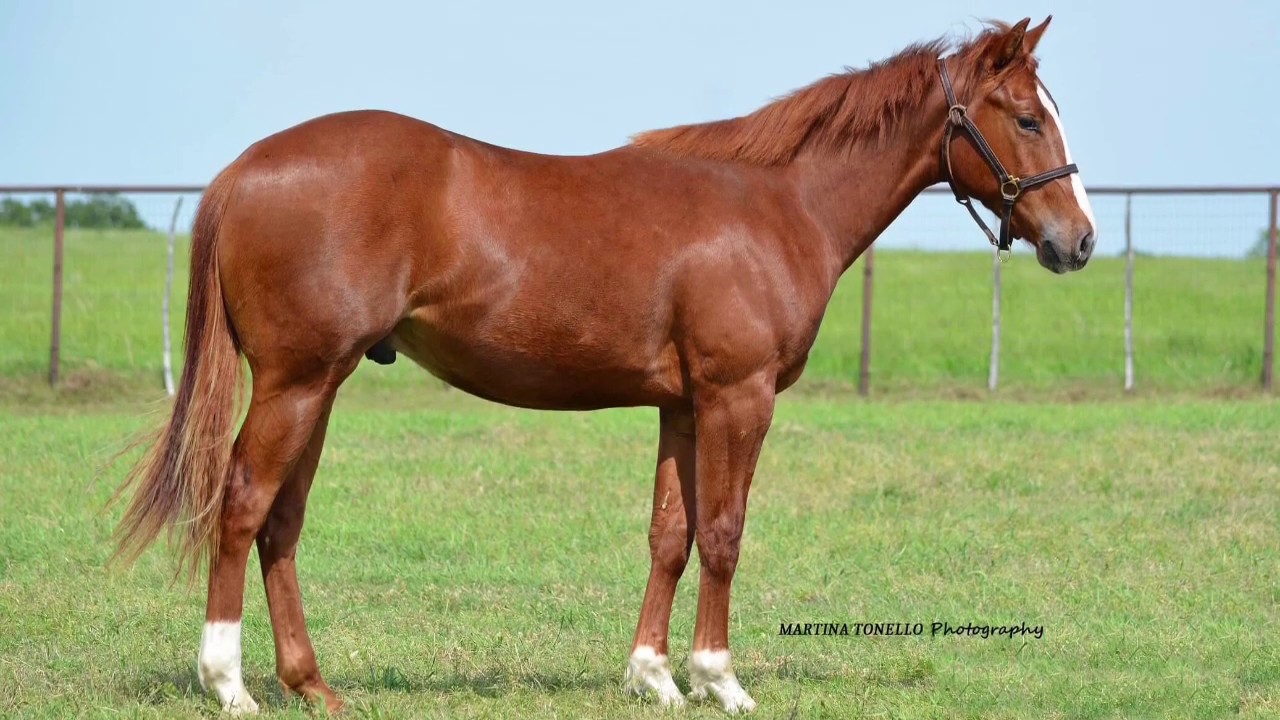 Hydrive Cat Colt - YouTube