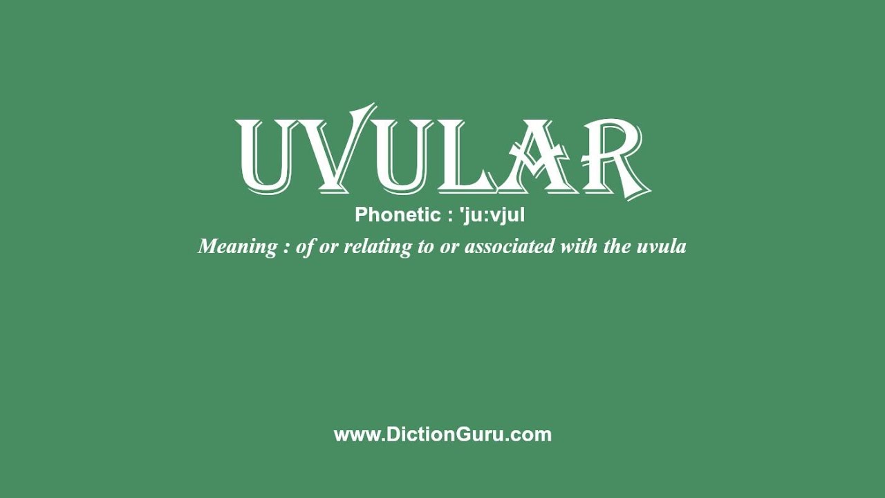 How to Pronounce uvular with Meaning, Phonetic, Synonyms and Sentence ...