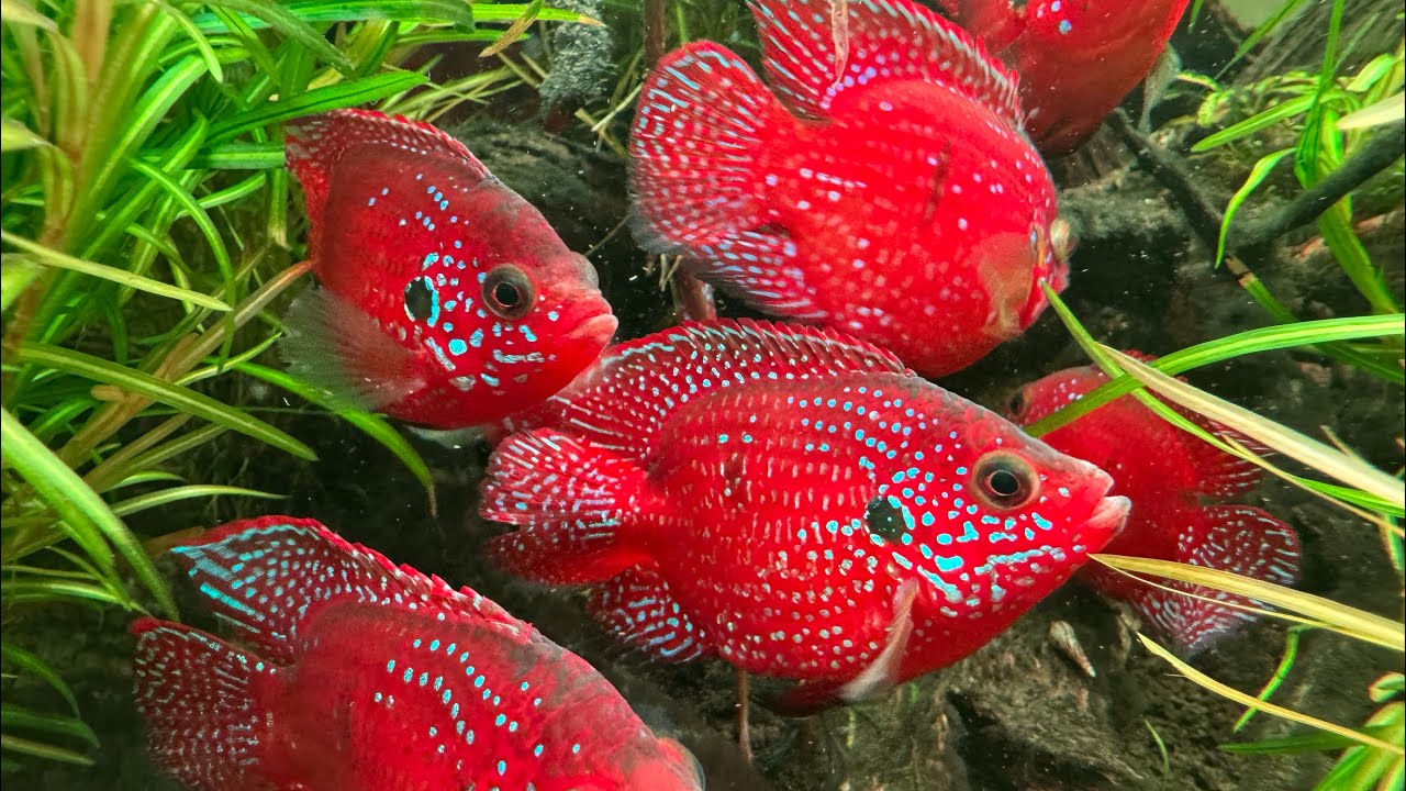 Red jewel short body SB - YouTube