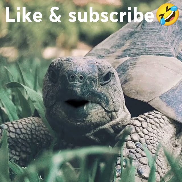 what do you get if you cross a turtle and a porcupine? 🤣funny oneliner ...