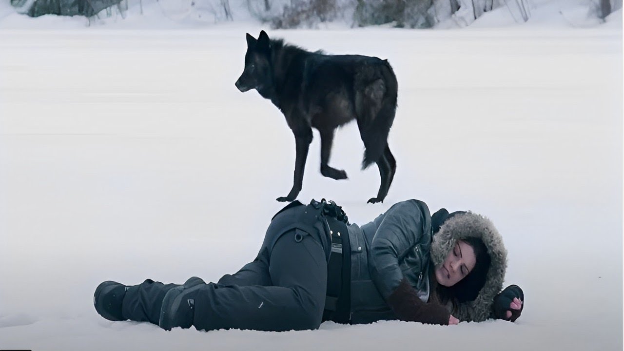 A Mother's Bond With The Wolves Trying To Rescue Her Son From A ...