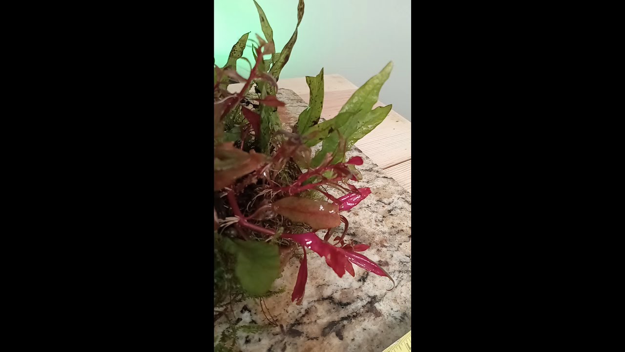 Christmas Moss, Java Fern, Pink Telanthera Plant, Bacopa Plant ...