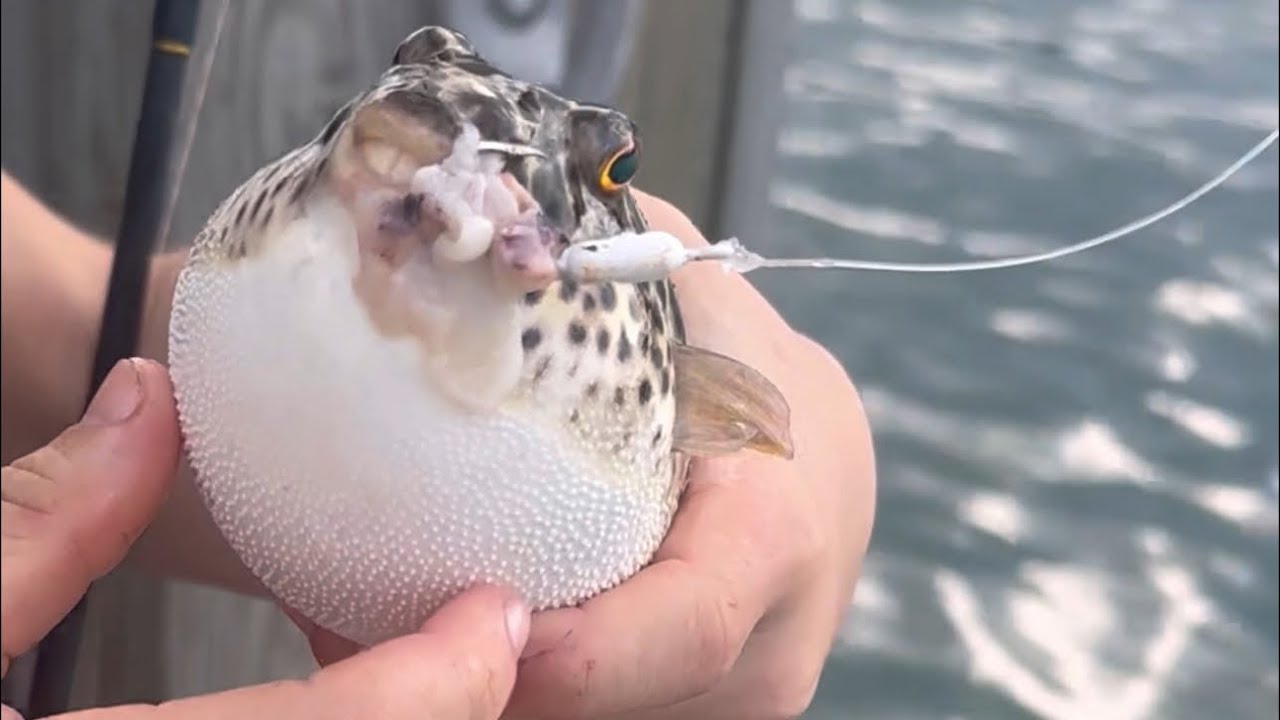 These fish are so weird!! I catch 3! #saltlife #ocean #funny #fish # ...