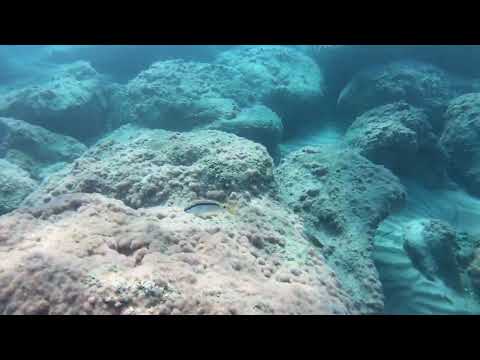 003 Едър кротък Барбун