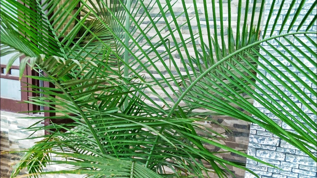 Ravenea palm( majestic palm) in english. palm tree - YouTube