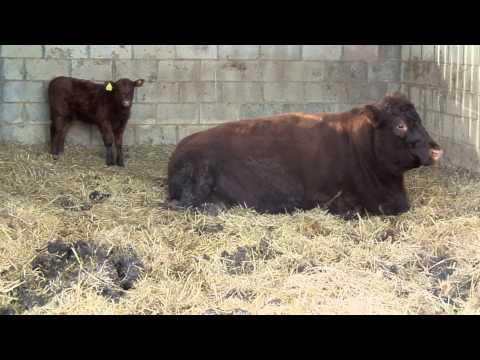 Mooeys!