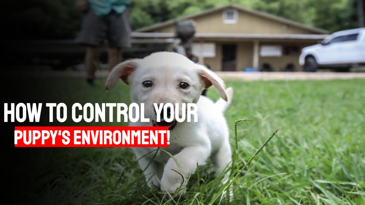How to control your puppy's environment! MUST WATCH FOR NEW PUPPY ...