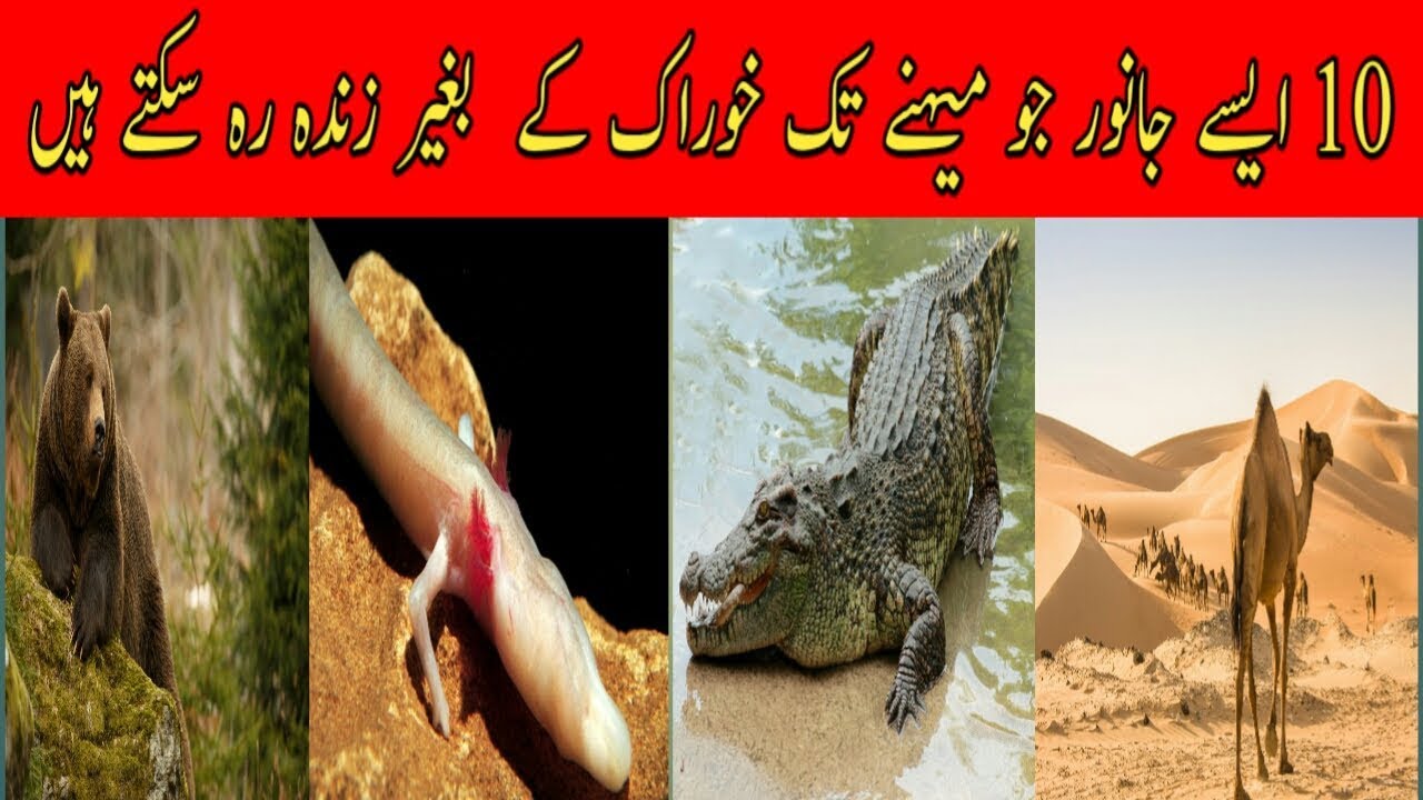 10 Most Unique Animals That Can Live Without Food For Month - YouTube