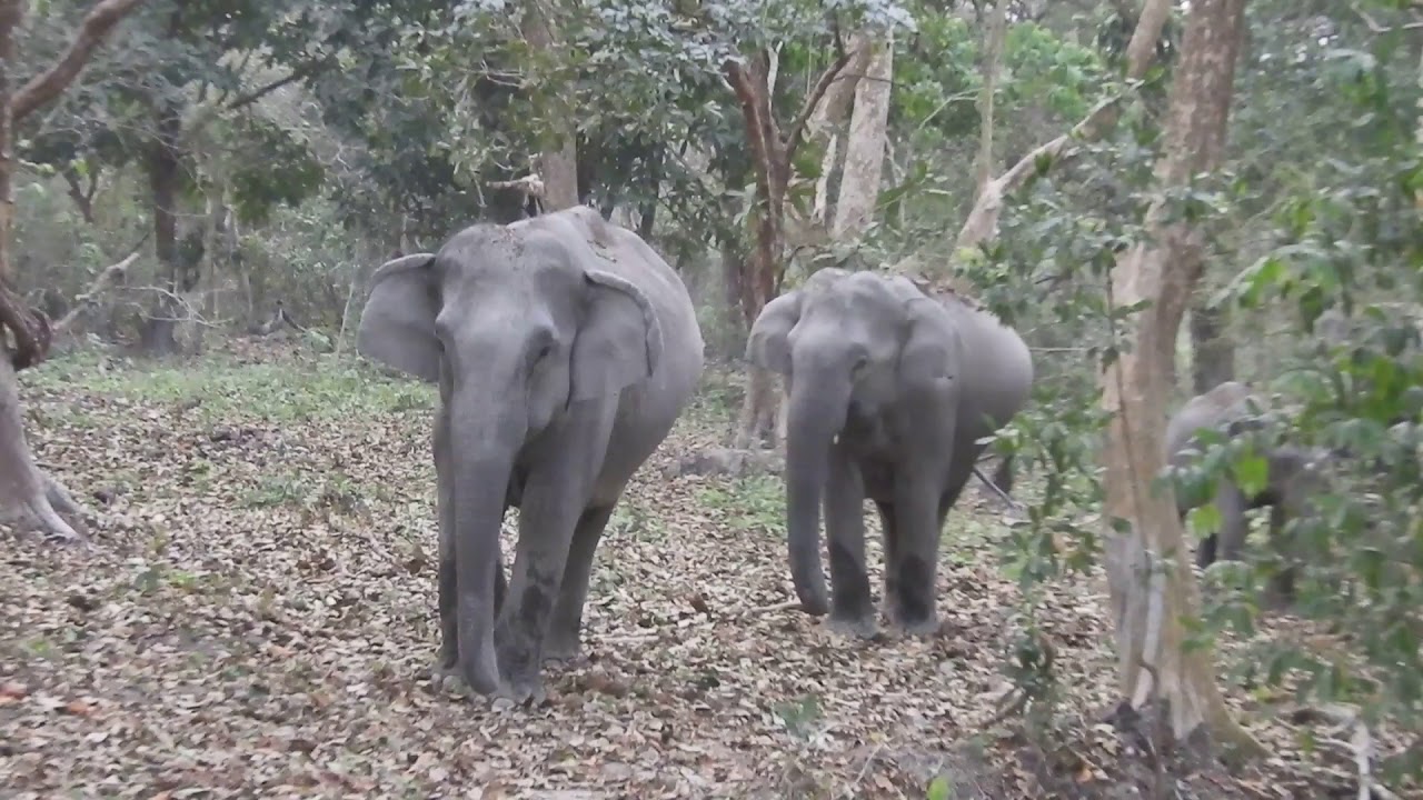 Asian Elephant In Jungle In Kaziranga National Park YouTube asian-elephant-in-jungle-in-kaziranga-national-park-youtube