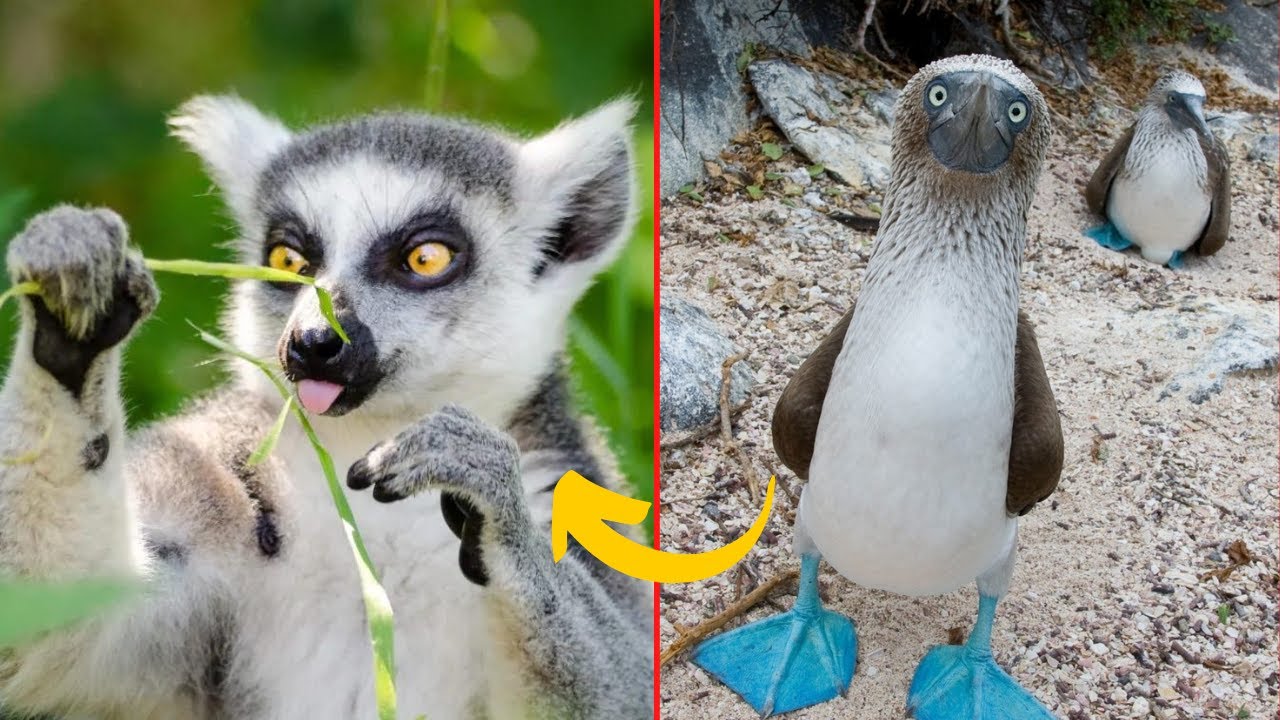 10 Unusual and Exotic Animals You'll Wish You Had in Your Home | 10 ...