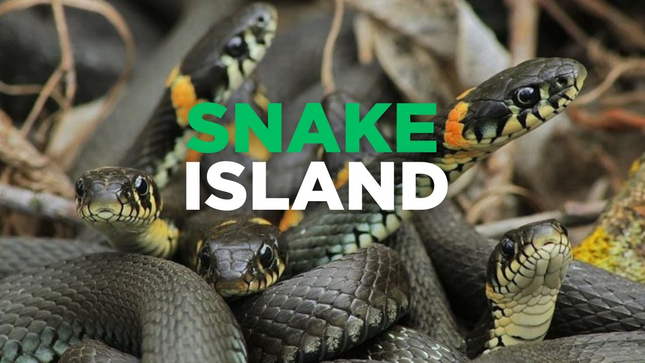 Discovering Snake Island: The Most Dangerous Place on Earth - YouTube