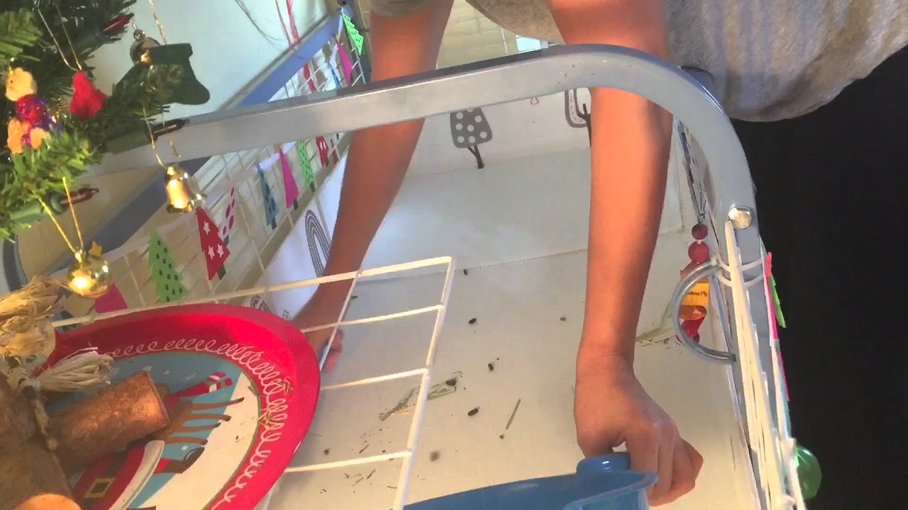 Cleaning Elsa and Anna's cage - YouTube