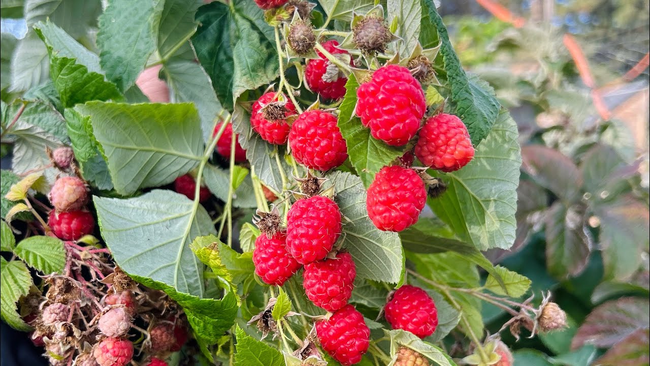 PICKING RASPBERRIES IN THE RAIN - YouTube