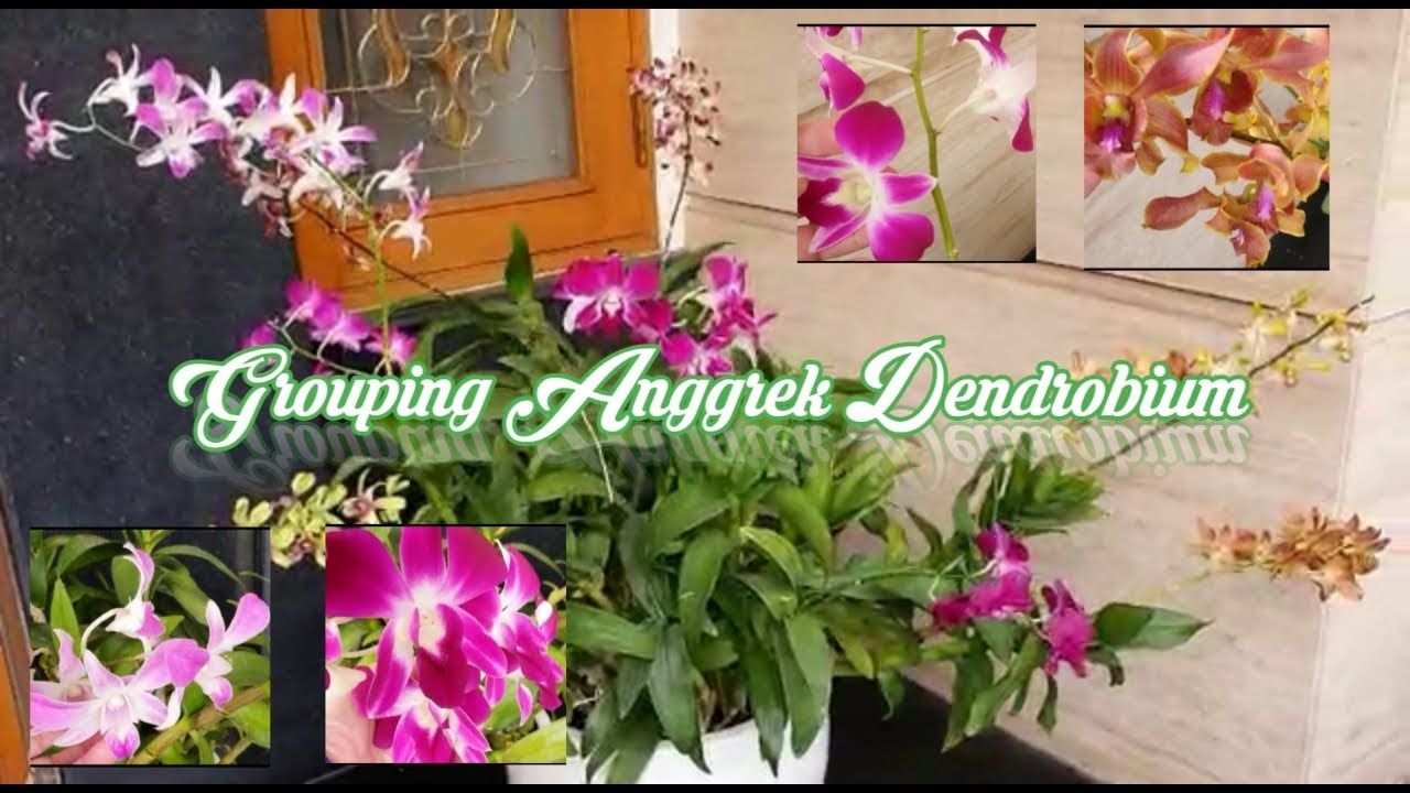 Grouping Anggrek Dendrobium menjadi indah dan cantik dipandang... - YouTube