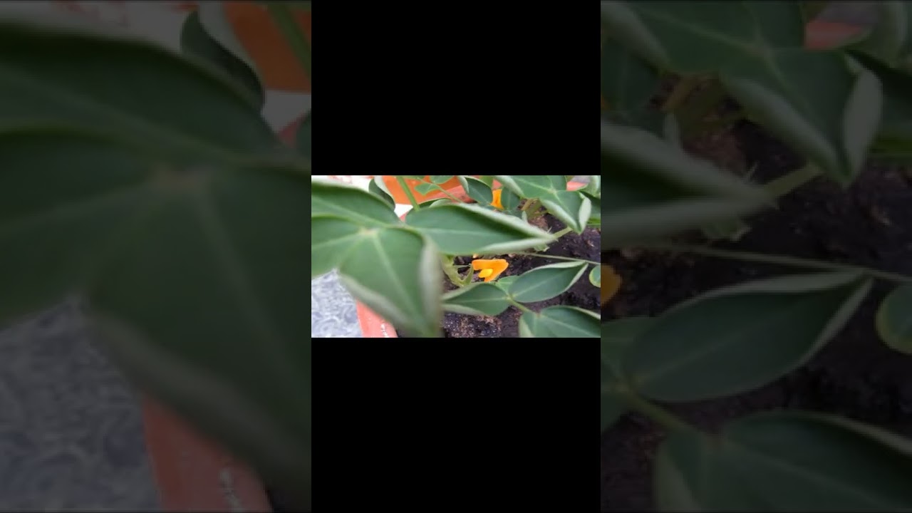 Flor de maní #shorts - YouTube