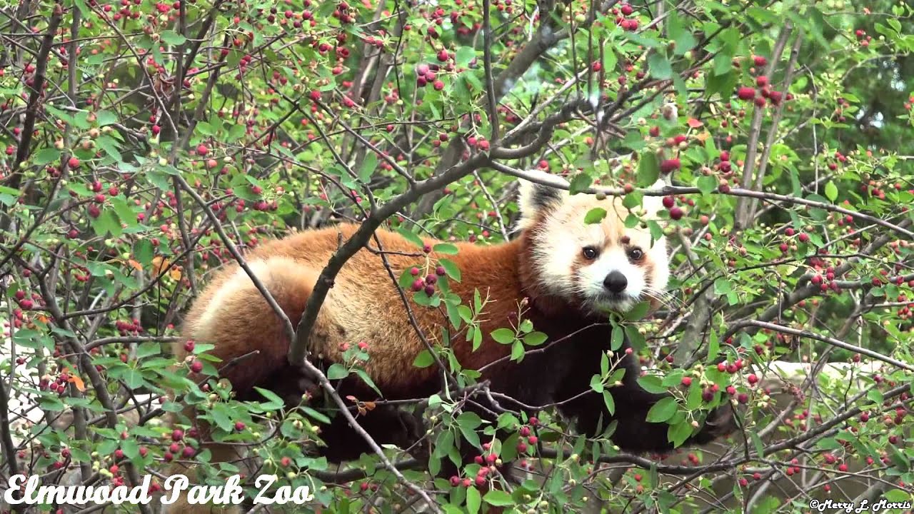 Elmwood Park Zoo Red Panda Eating Red Berries - YouTube