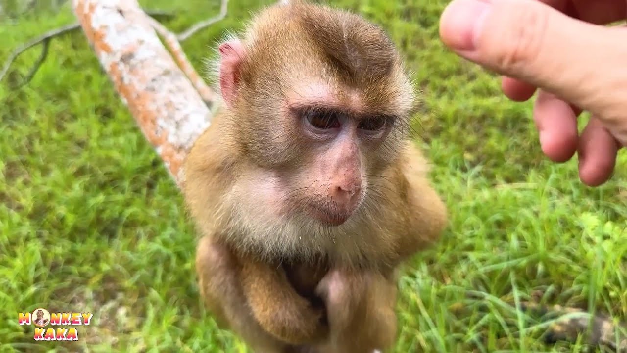 The thought of missing her family is still on Monkey Kaka's mind ...