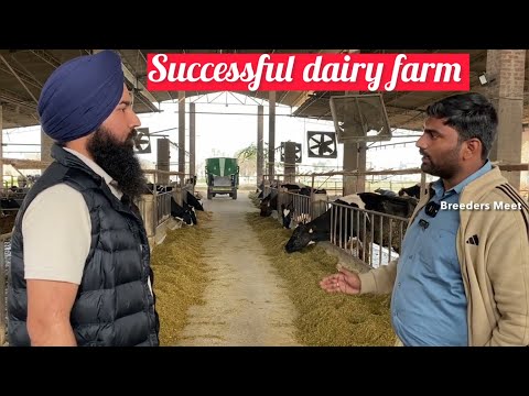 High yield milking cows in ManN dairy farm