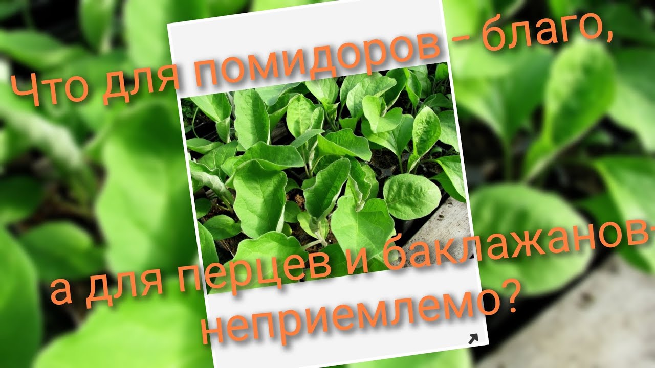 Пикировке перцев и баклажанов скажем " нет". Первый секрет хорошего ...