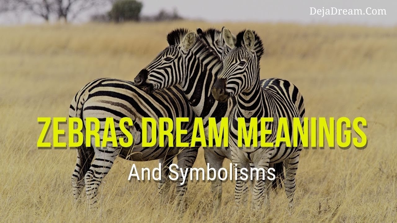 Zebras Dream Meanings And Symbolisms - YouTube
