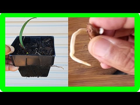 Which Way To Plant Date Seeds