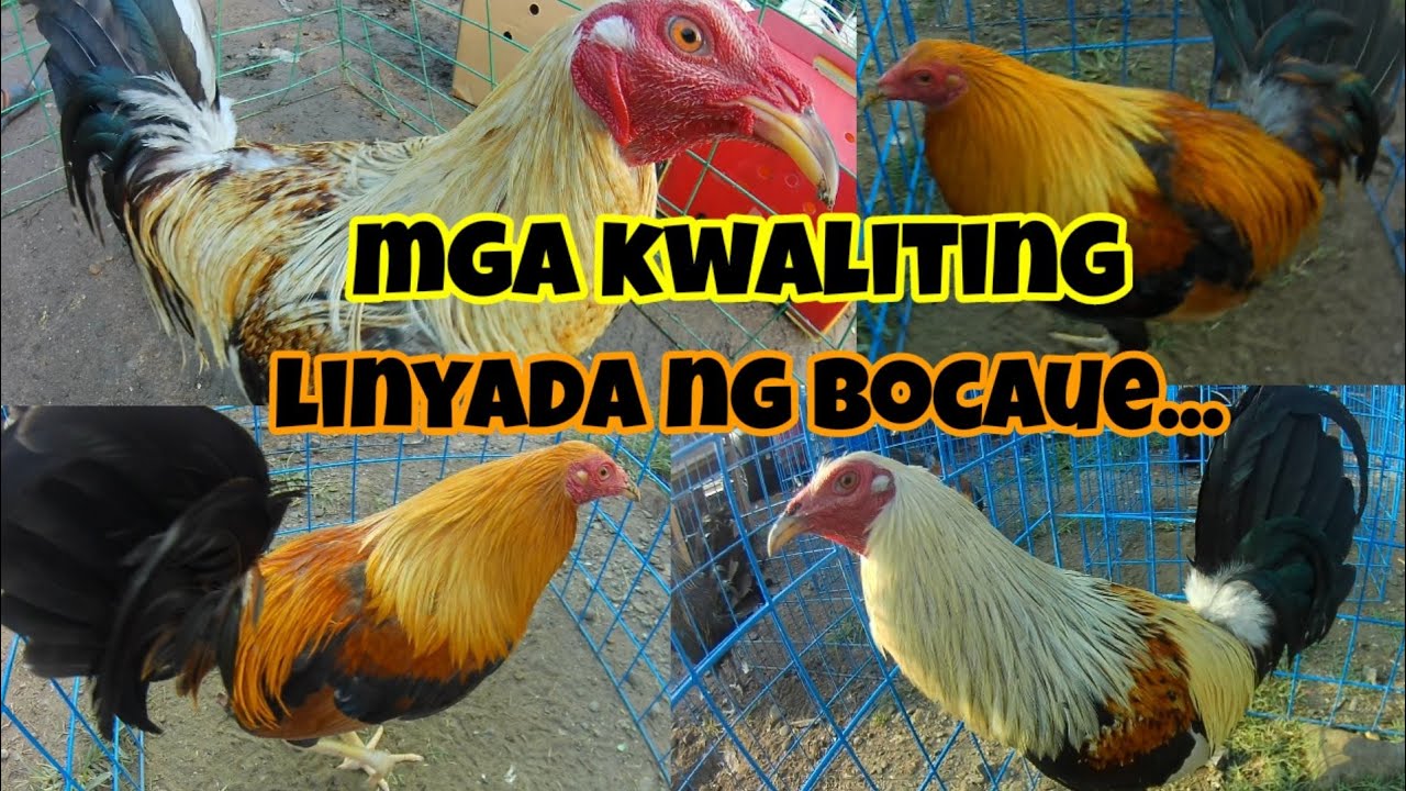 bulik,spartan,5k sweater,brassback mga dala ni boss rod... - YouTube