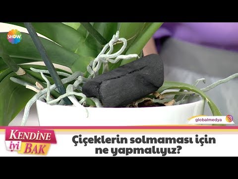 Çiçeklerin solmaması için ne yapmalıyız?