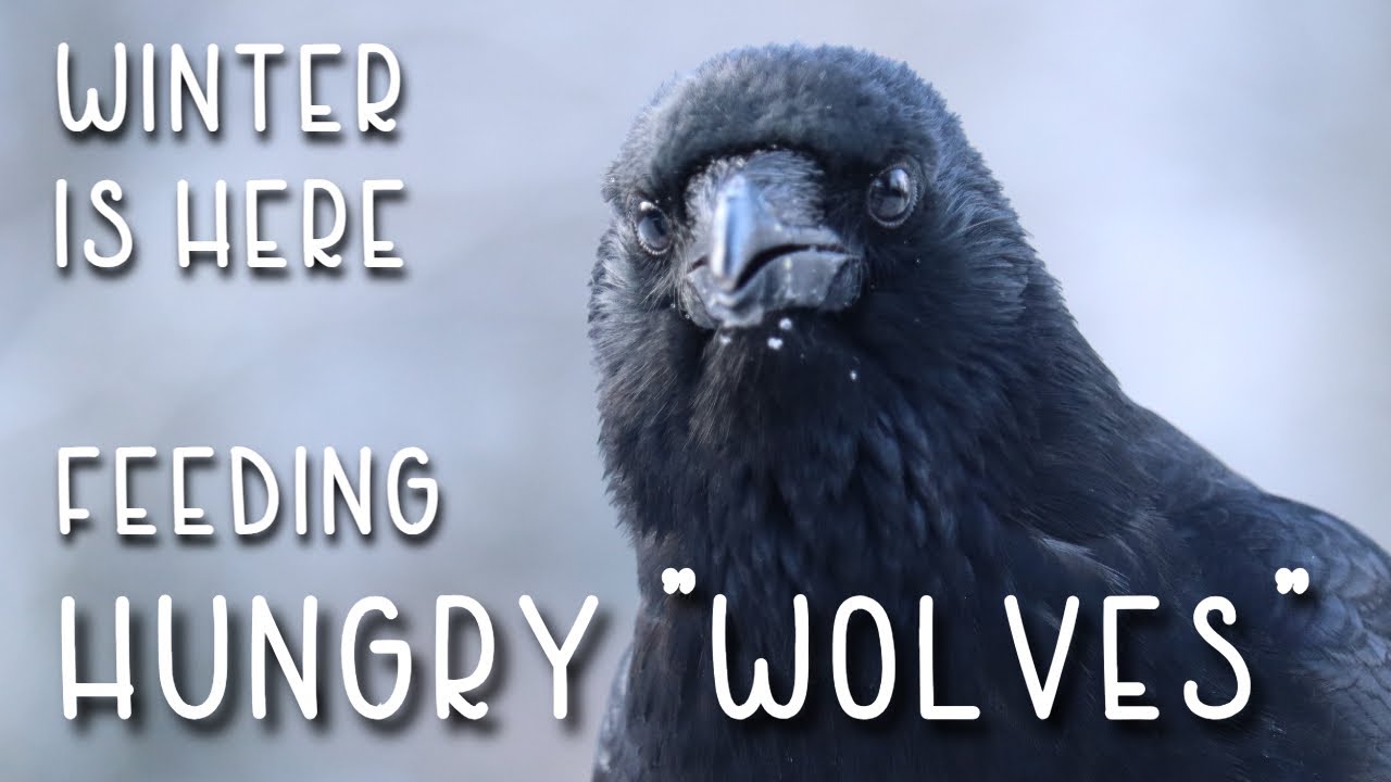 Crows: Feeding Hungry "Wolves" | Winter Impressions - YouTube