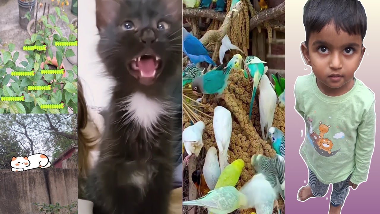 shehzan r ek jhalak pakhi | little shehzan cat ke ki bollo 😂♥️#cute ...