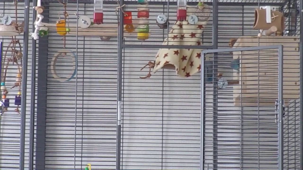 Perruches moineau,Touis celeste,forpus coelestis,pacific parrotlets ...