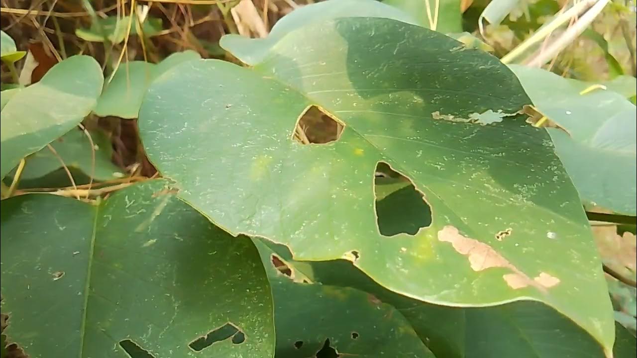 Tshuaj raub haus mob plab leeg - YouTube