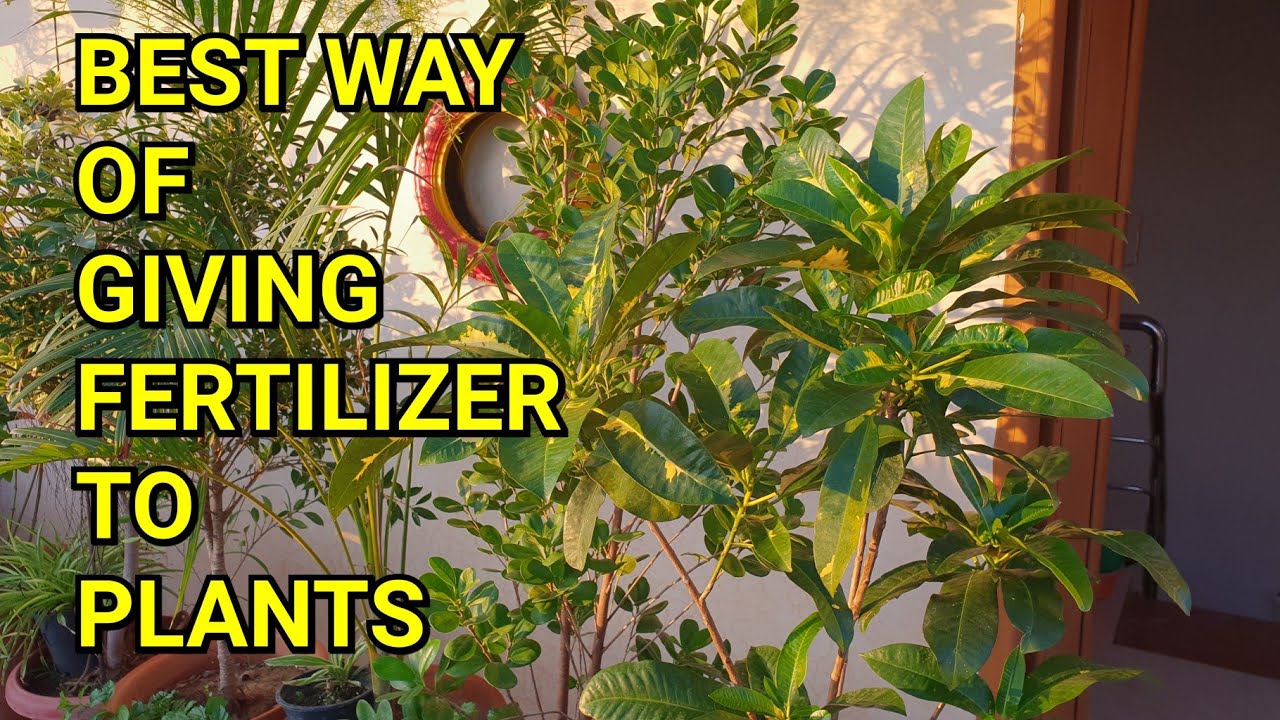 What is Foliar Application of Fertilizer - Benefits and Method || Best ...