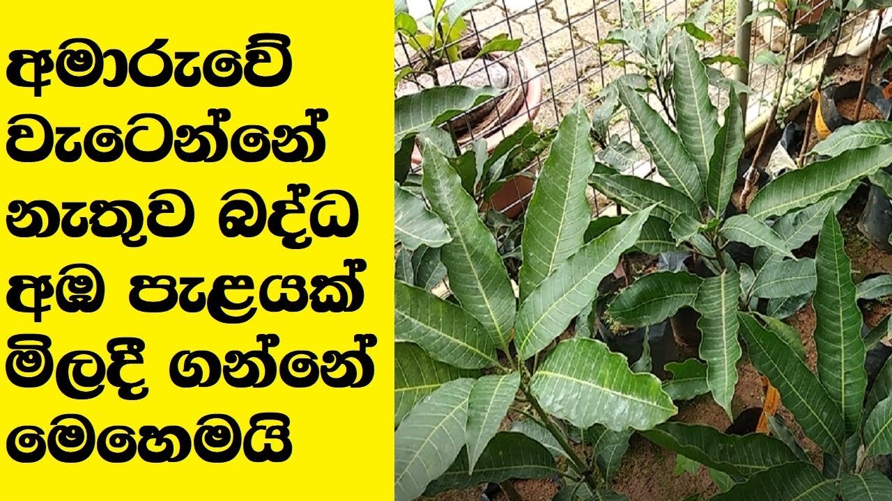 How to select and buy the good Mango tree in Sri Lanka - YouTube