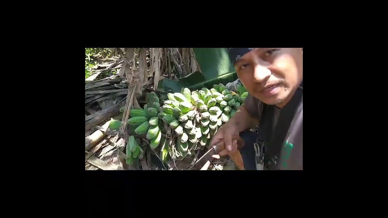 Saging kardaba! paano ko pinatomba gamit ang aking mga kamay! "Harvest" - YouTube