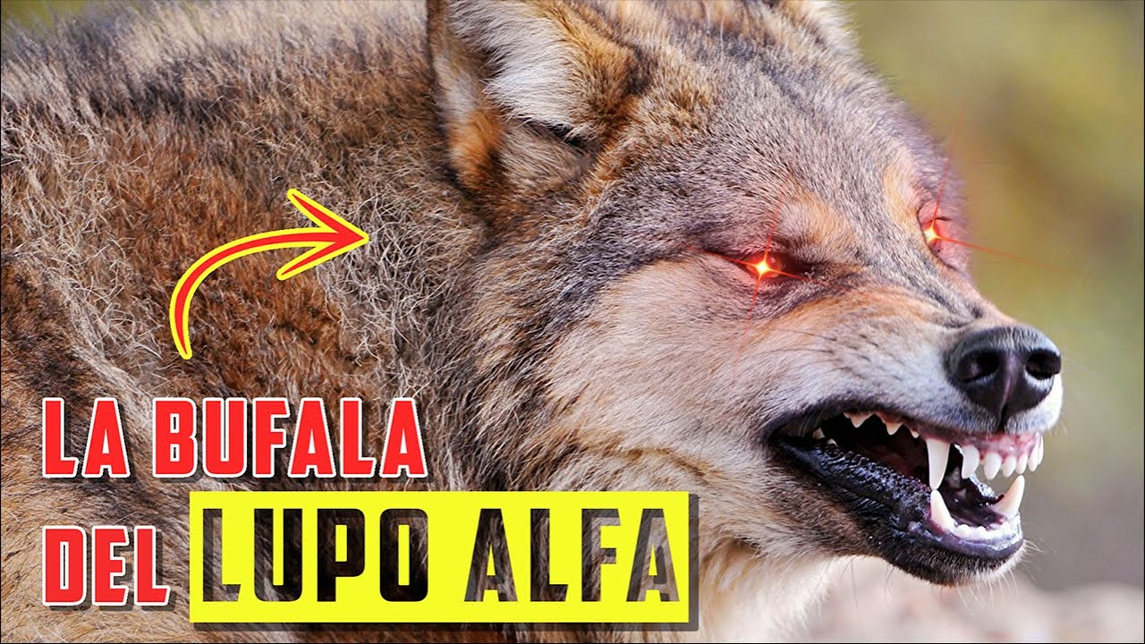 il LUPO ALFA NON ESISTE! - YouTube