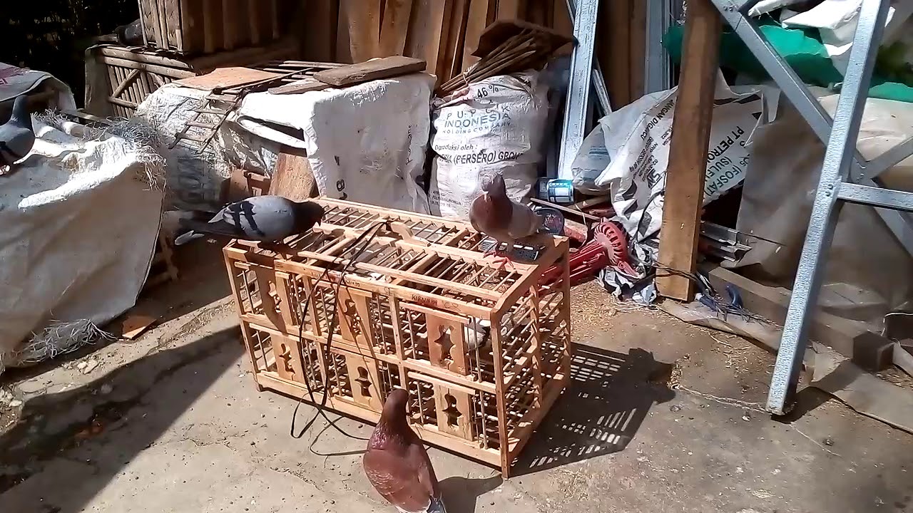 Merpati Lapak.Campur - YouTube