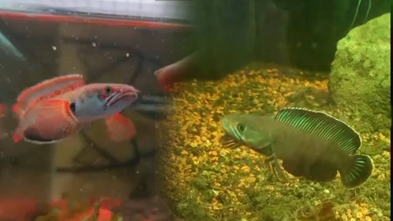 Training all kind of Channa fish feeding and reflex with glass! - YouTube