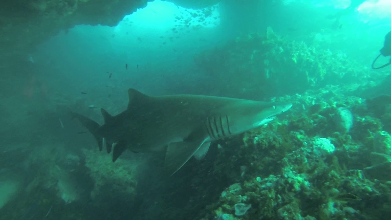 Sharks Sea Caves