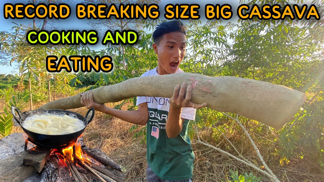 Record Breaking Big Size Cassava Cooking and Eating || Cooking and ...