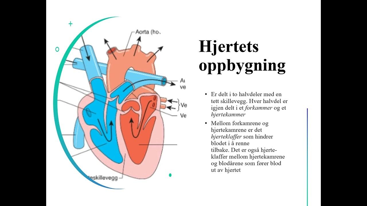 sirkulasjonssystemet anatomi1 - YouTube