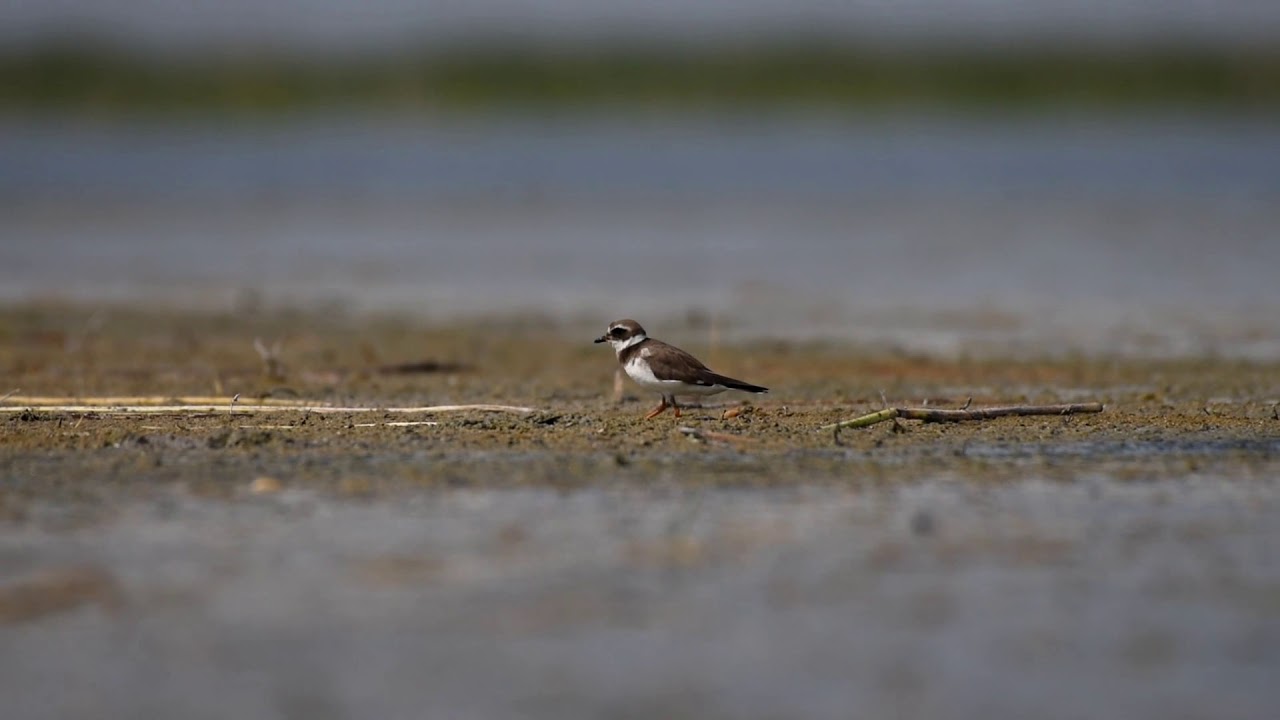 Common Ringed plover Foot Trembling - YouTube