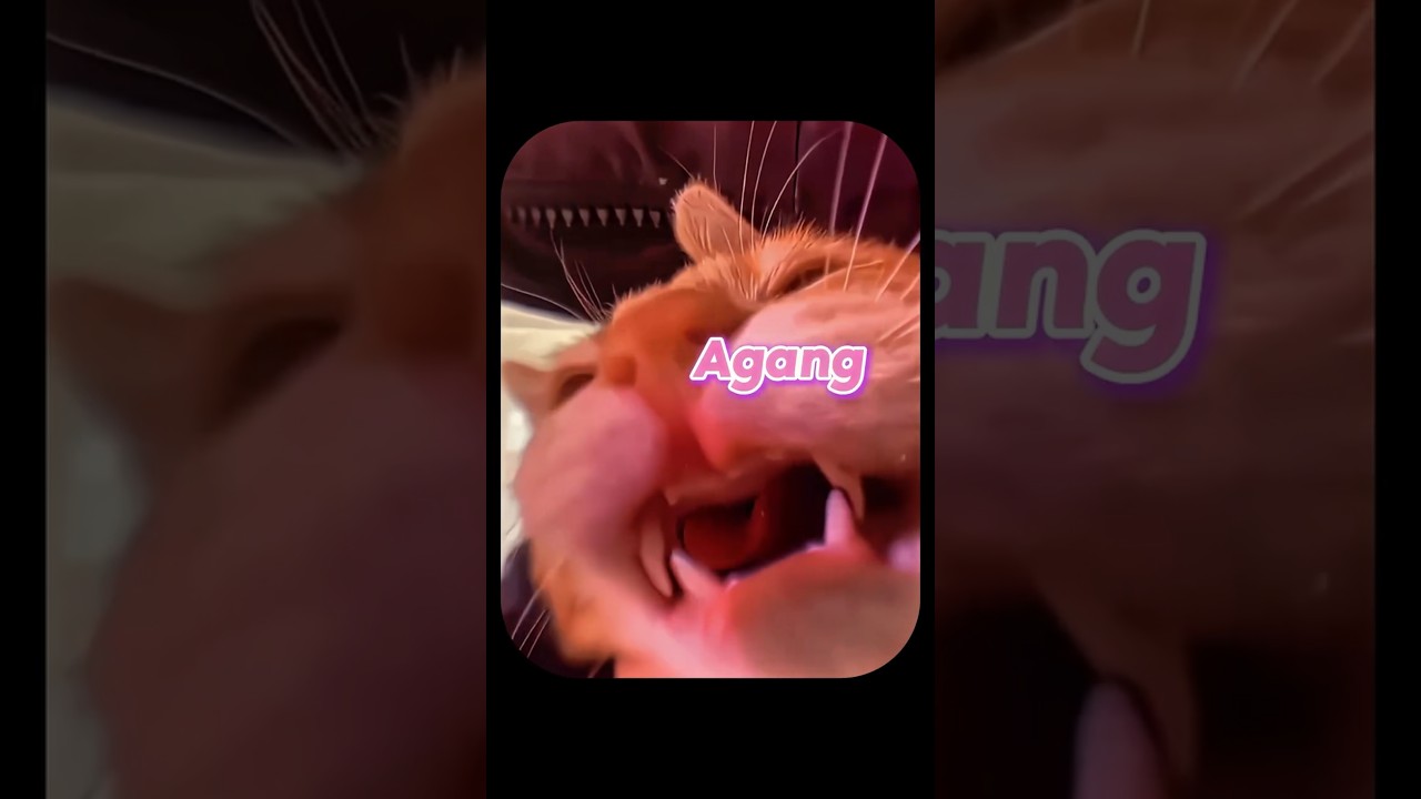 Sleepy Orange #cat saying Agang 😂 #funny #hopecore #kitten #catlover # ...