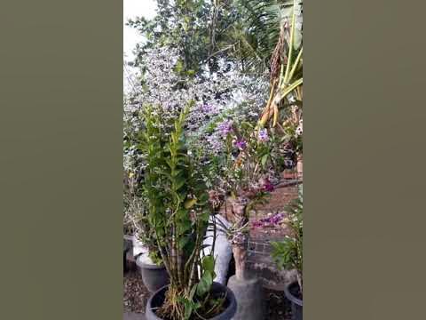 Anggrek Dendrobium Lineale White - YouTube