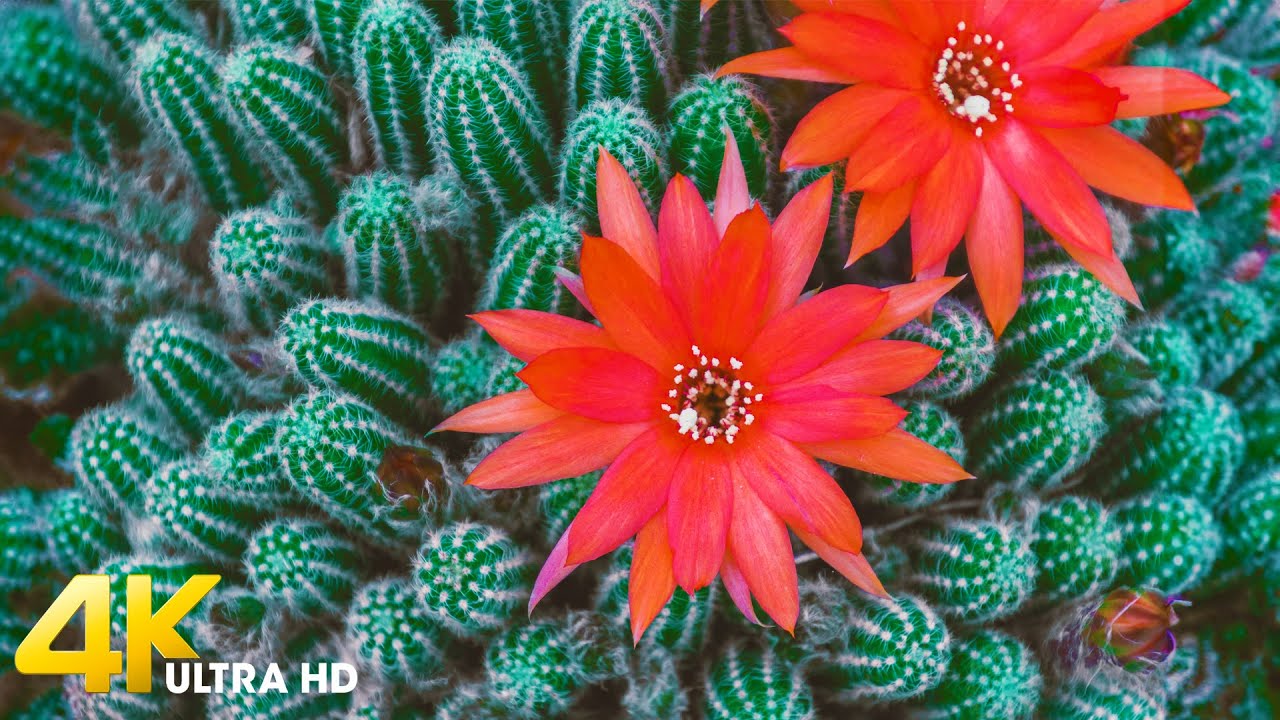 Cactus Flower 4k 🌵 Beautiful Cacti Bloom Before Your Eyes with Relaxing ...