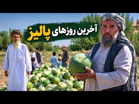 آخرین روزهای پالیز..!Palizning so‘nggi kunlari