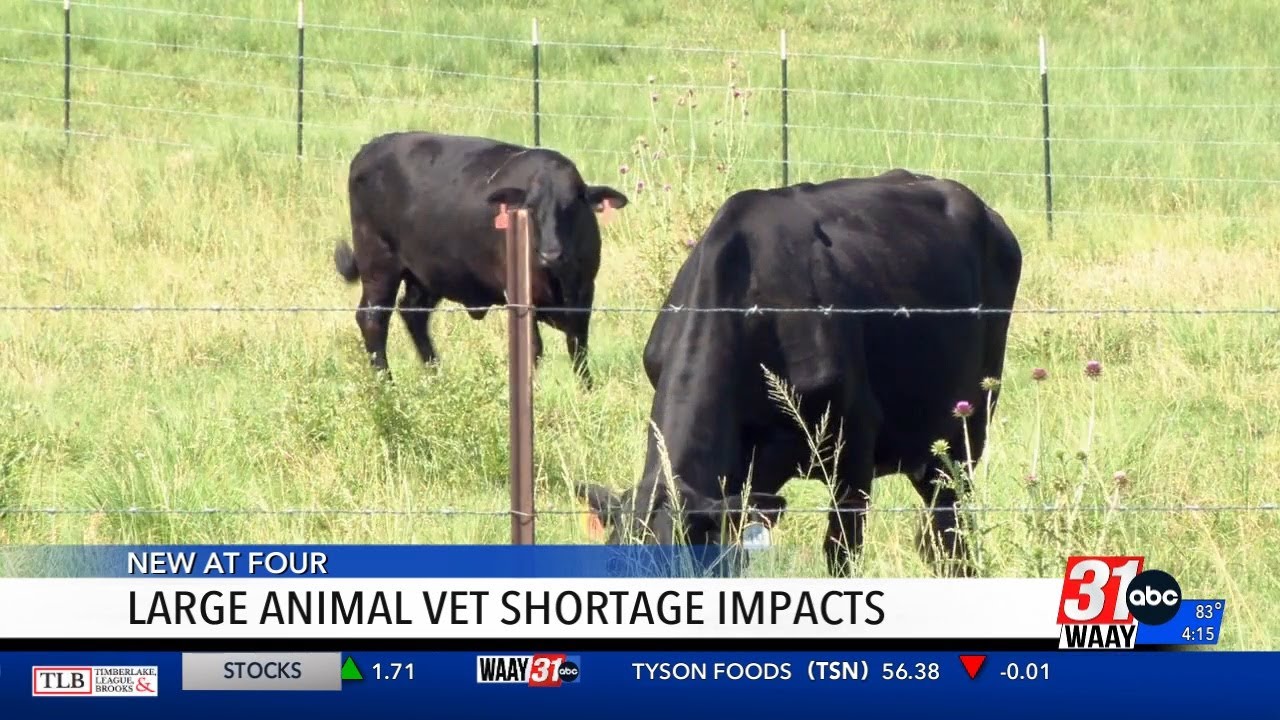 Shortage of large animal veterinarians in Alabama - YouTube