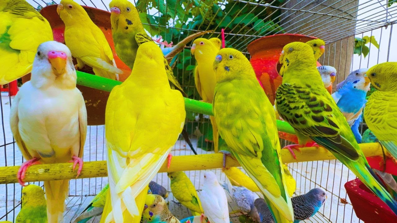 Cute Budgies Chirping:2 Hours of Relaxing Parakeet Sounds to Reduce ...