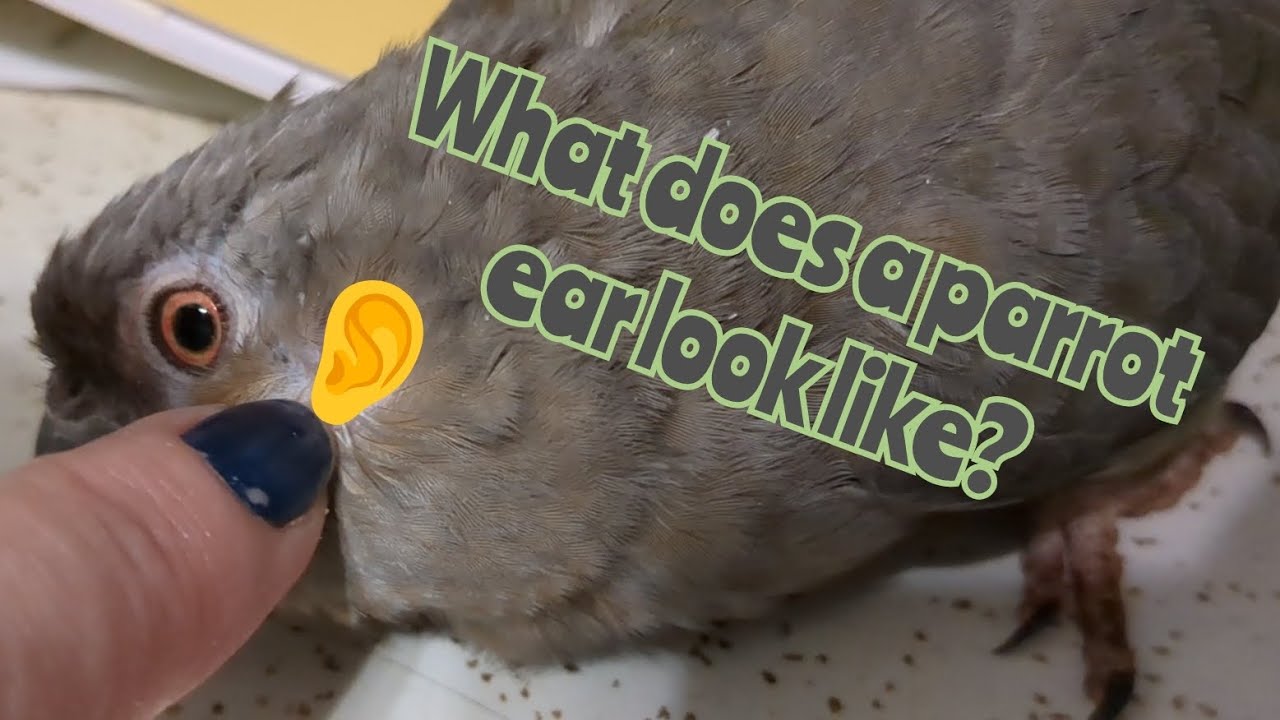 Parrot ear canal and pin feathers - YouTube